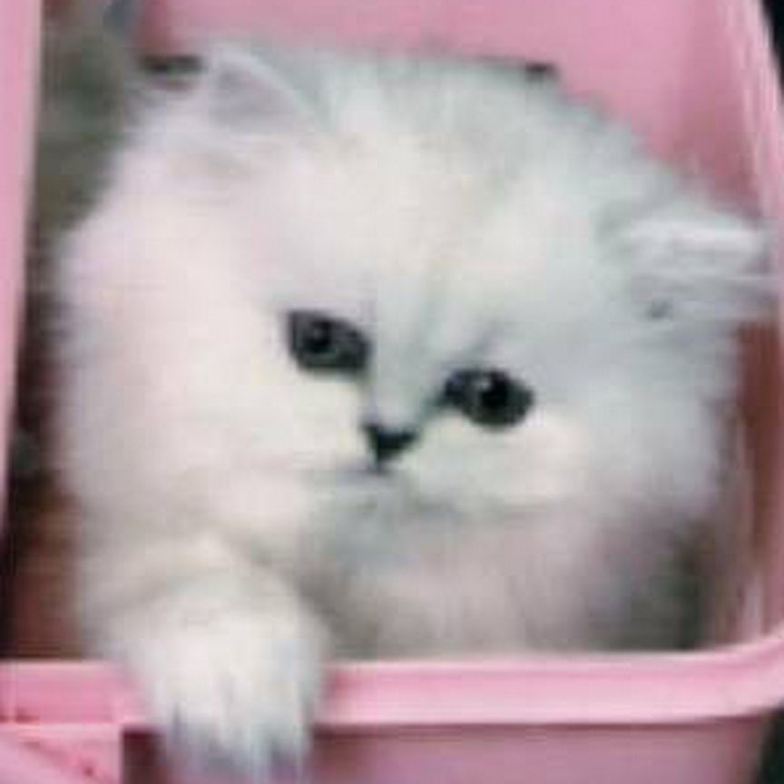 Британские серебристые голубоглазые котята