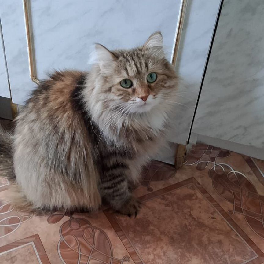 Уютная кошка