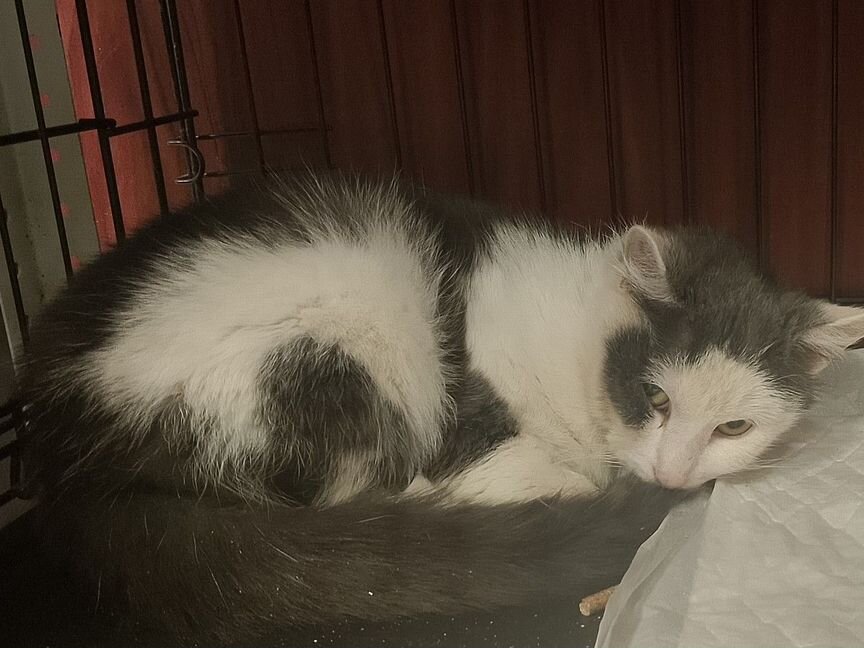 Котик грустит в клетке