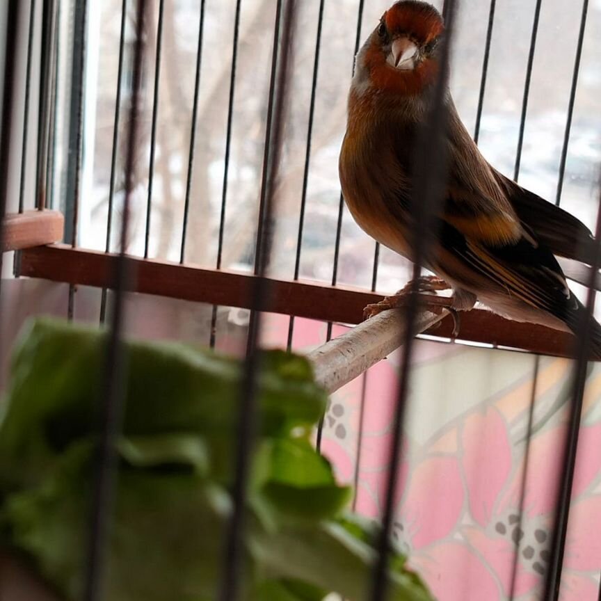 Щегол поющие с клеткой