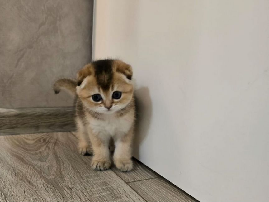 Шотландская вислоухая