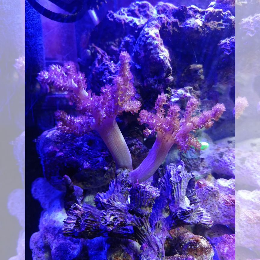 Морские кораллы для аквариума