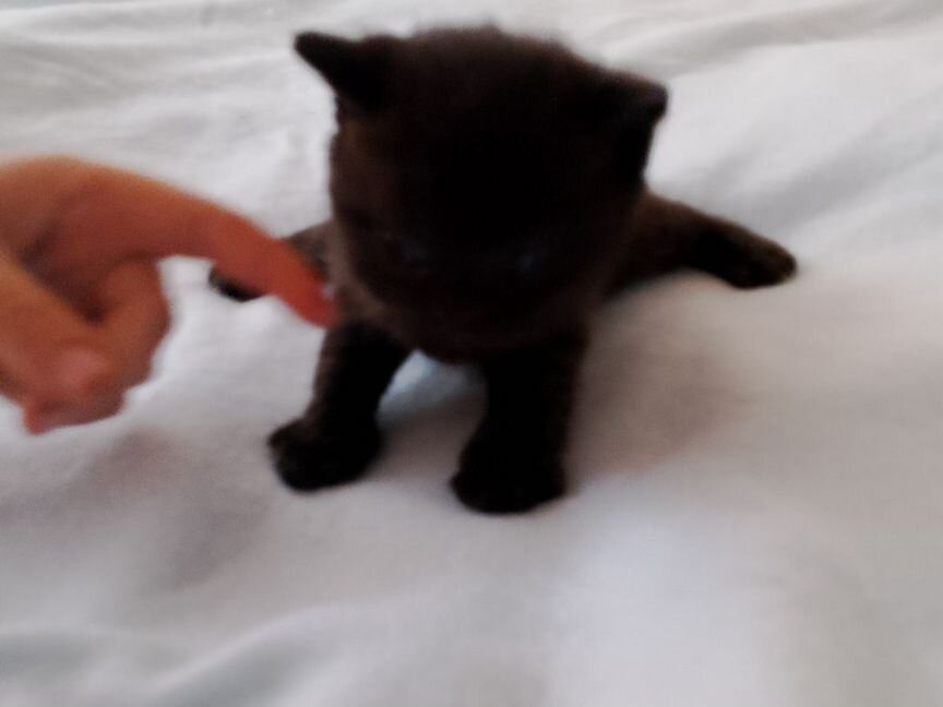 Шотландские котята