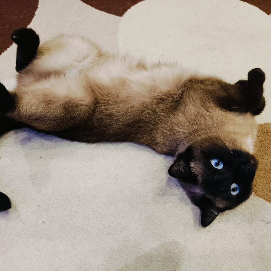 Ищем кота на вязку