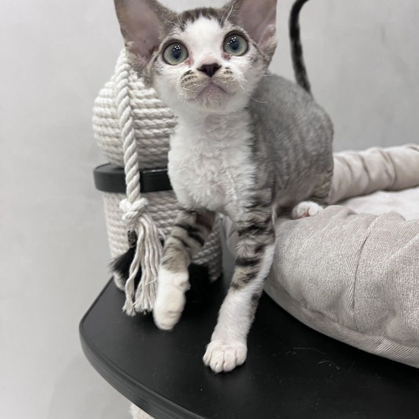 Котёнок породы Девон рекс свободен для резевра