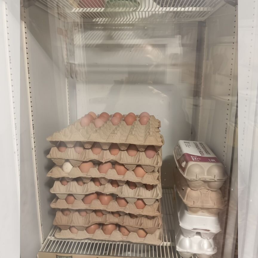 Куры несушки