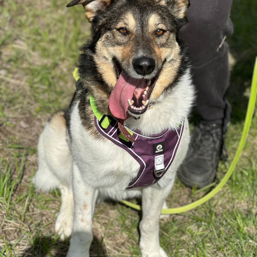 Приютский пёс Малыш