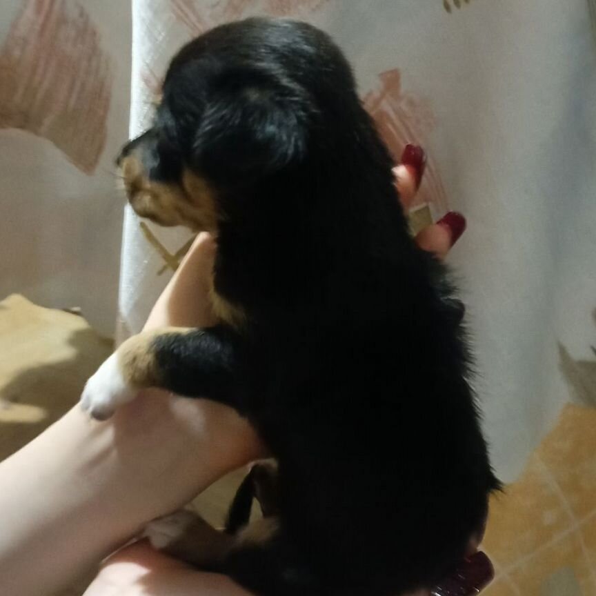 Русский той-терьер, щенок