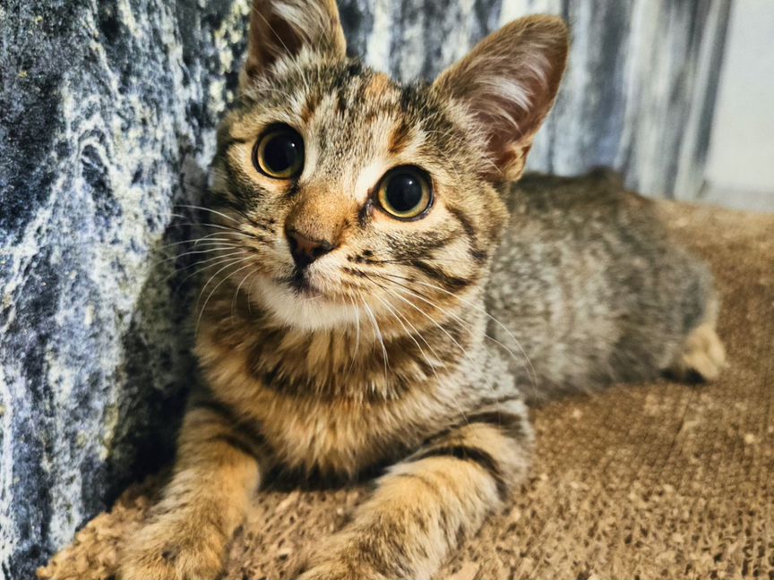 Полина в поисках дома