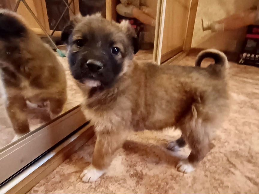 Щенки на охрану или как компаньоны