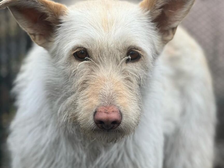 Собака в добрые руки