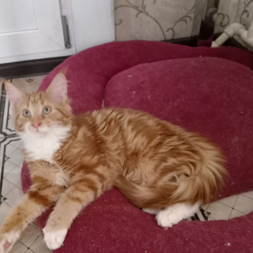 Мейн-кун котёнок