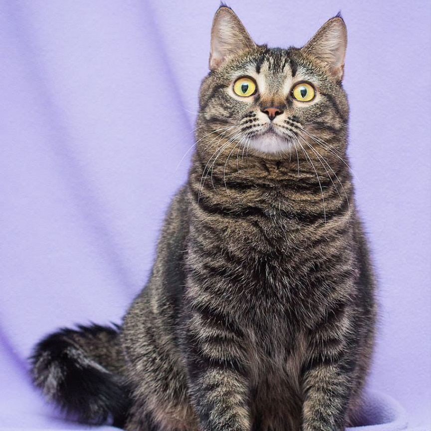 Кошка ищет дом