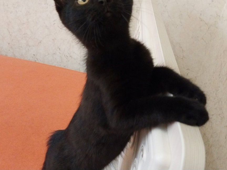 Ласковый малыш-Черныш (2 мес.) в добрые руки