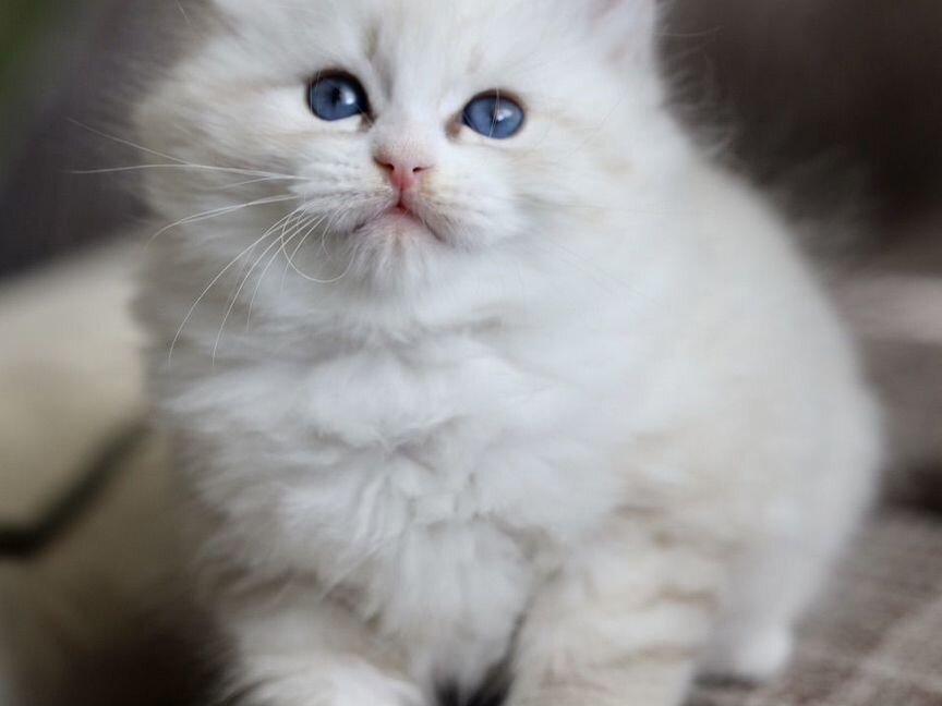 Невский маскарадный котёнок