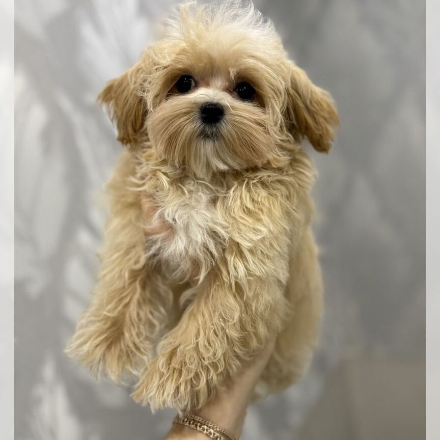 Мальтипу, щенок