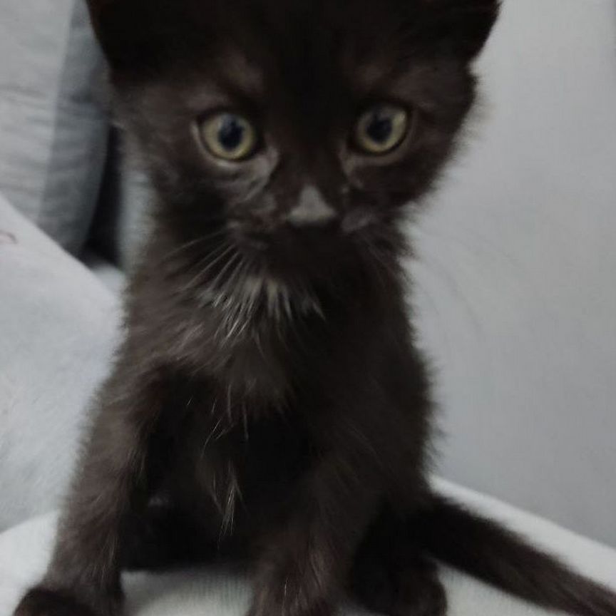 Котёнок