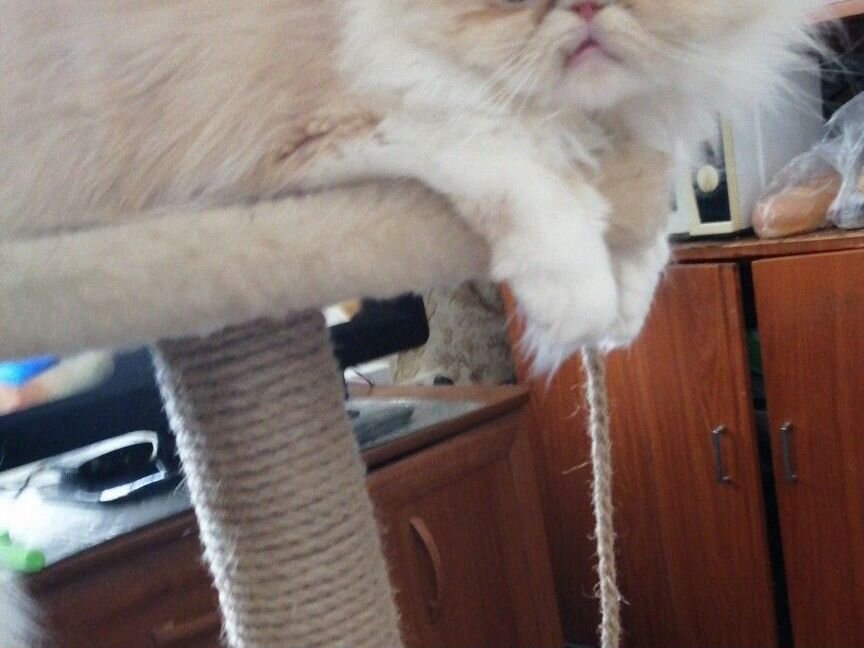Кошка для вязки