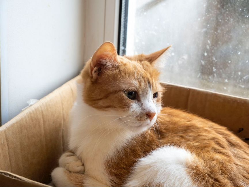 У рыжика умерла хозяйка. Нужен дом