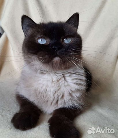 Британочка