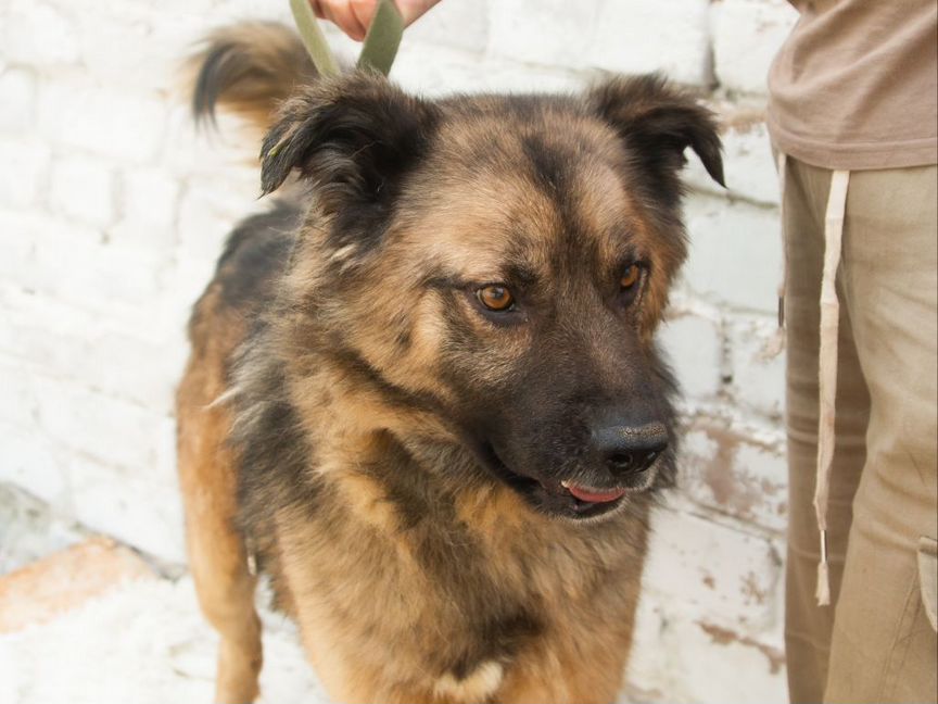 Добрый Малыш мечтает стать домашним