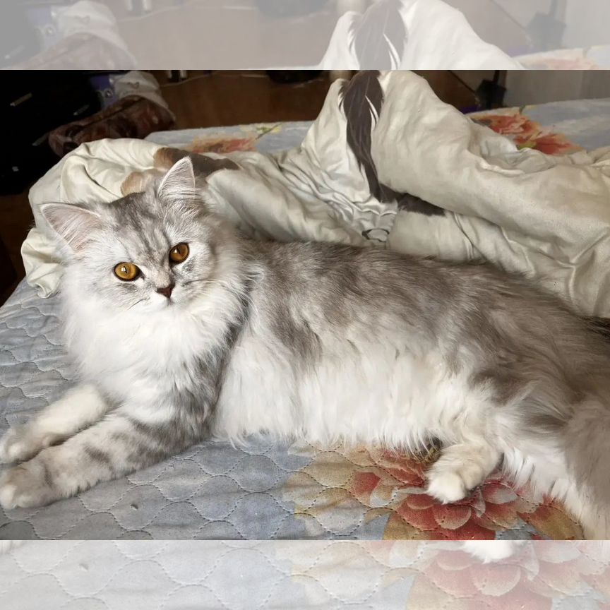 Шотландская прямоухая длинношёрстная, взрослая кошка