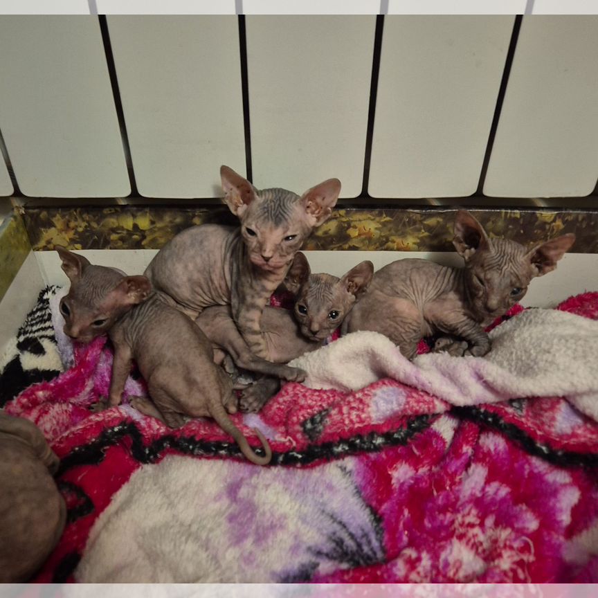 Канадский сфинкс котёнок