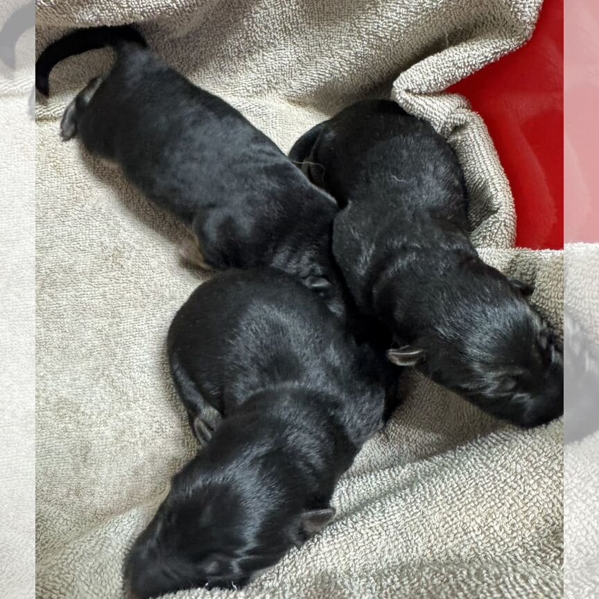 Немецкая овчарка, щенок