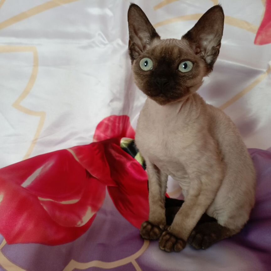 Красавец котик Девон Рекс