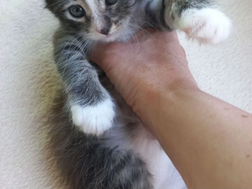 Кошечка в добрые руки