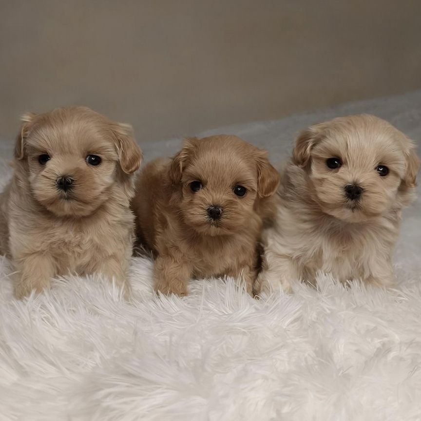 Мальтипу, щенок