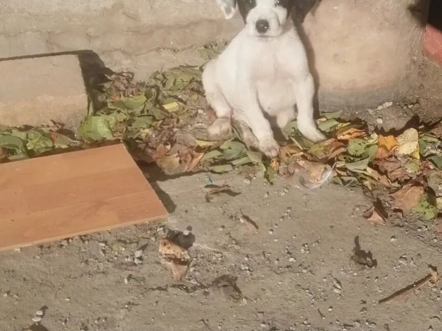 Щенок Тобик