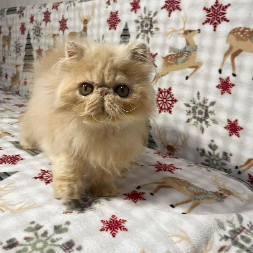 Персидские котята