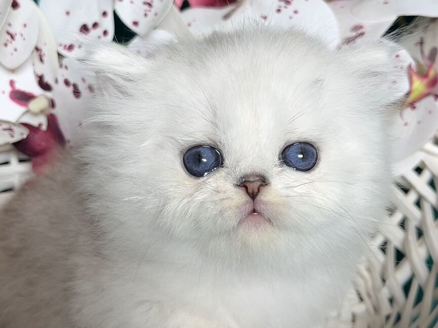 Персидская шиншилла