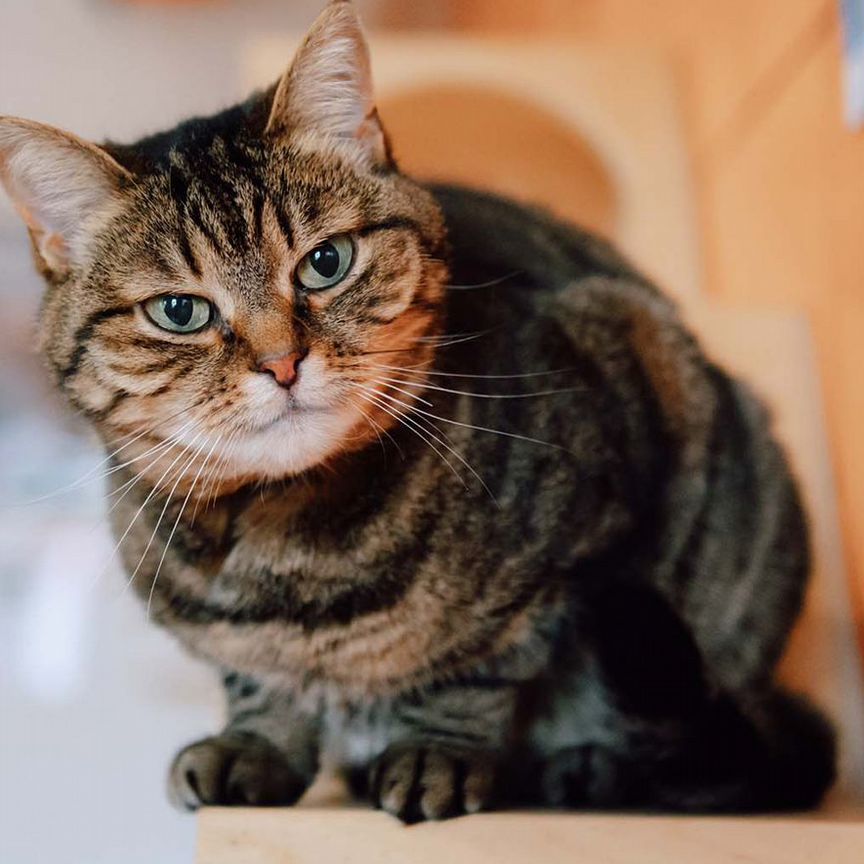 Взрослая кошка из приюта