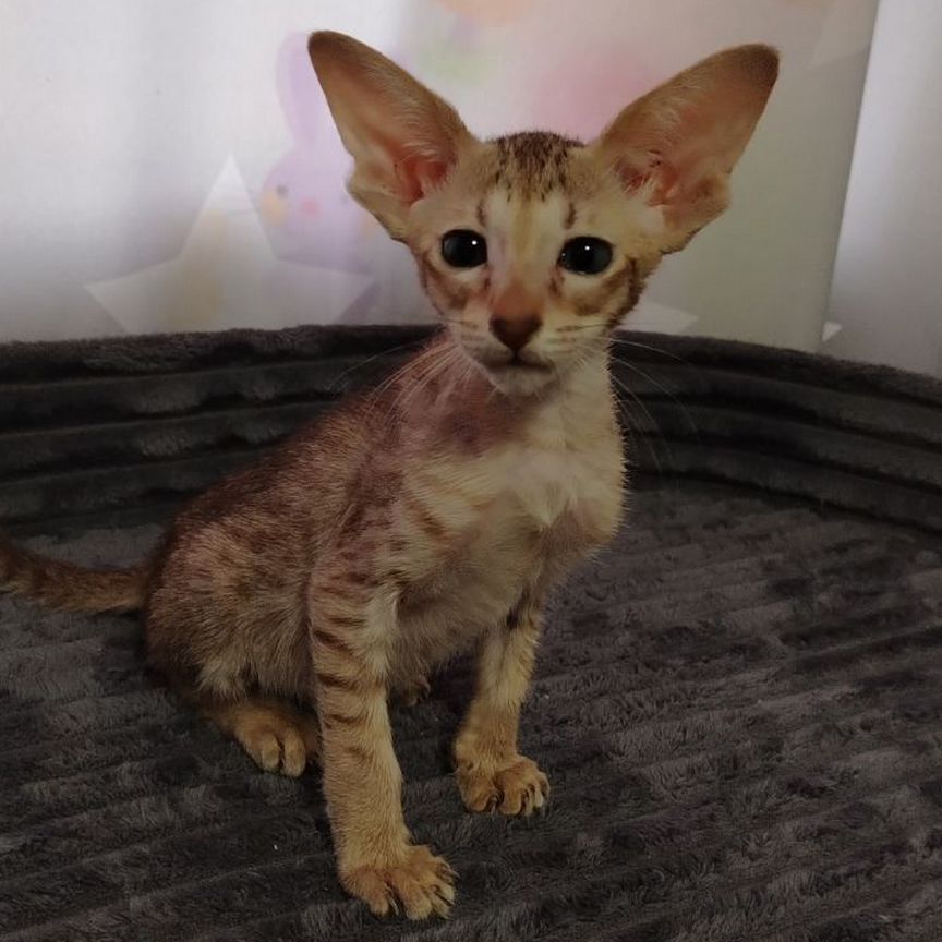 Ориентальный котёнок