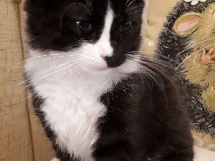 Котята метисы