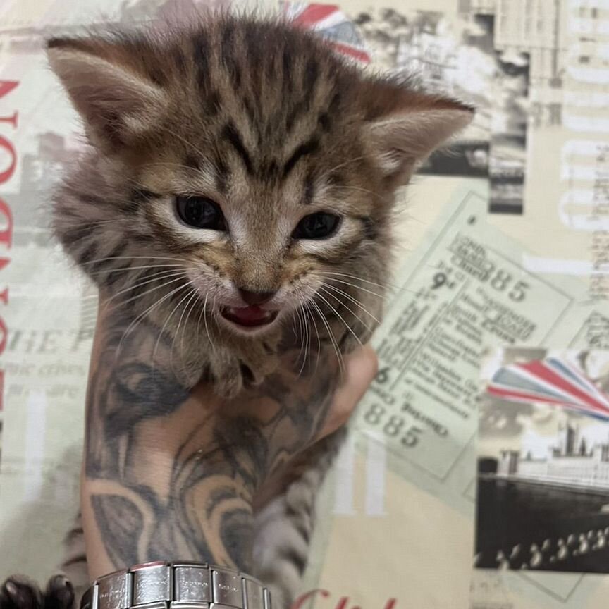 Котёнок в добрые руки