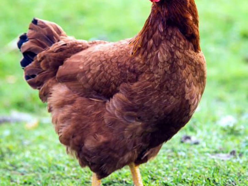 Куры несушки продам