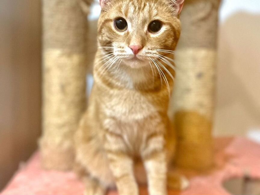 Котик в добрые руки,Лютик