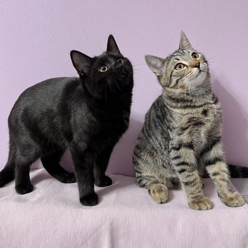 Замечательные котята ищут дом