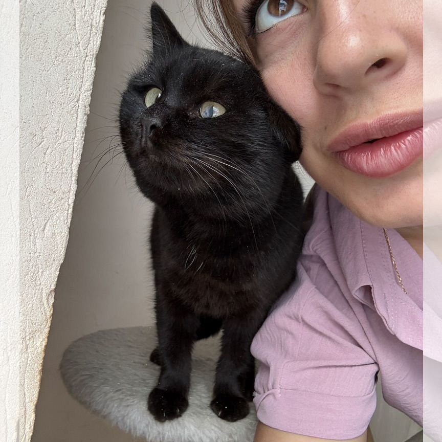 Взрослая кошка в добрые руки