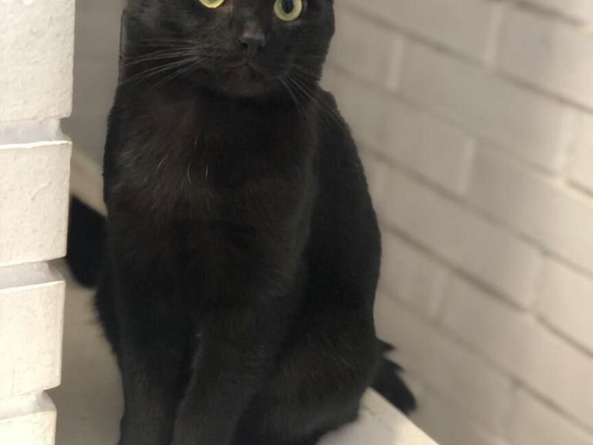 Черный котик Зайчик ищет дом