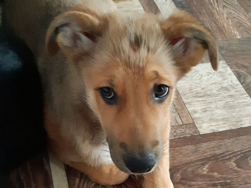 Щенок мальчик ищет дом