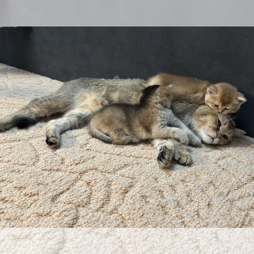 Британский короткошёрстный котёнок