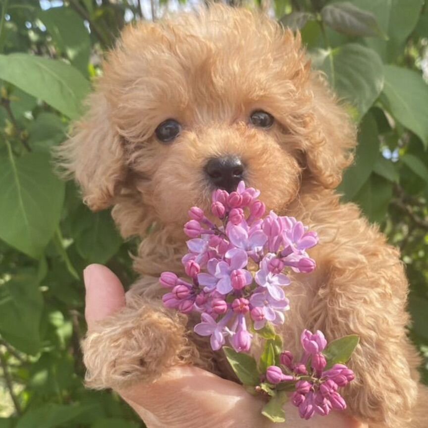 Куколка