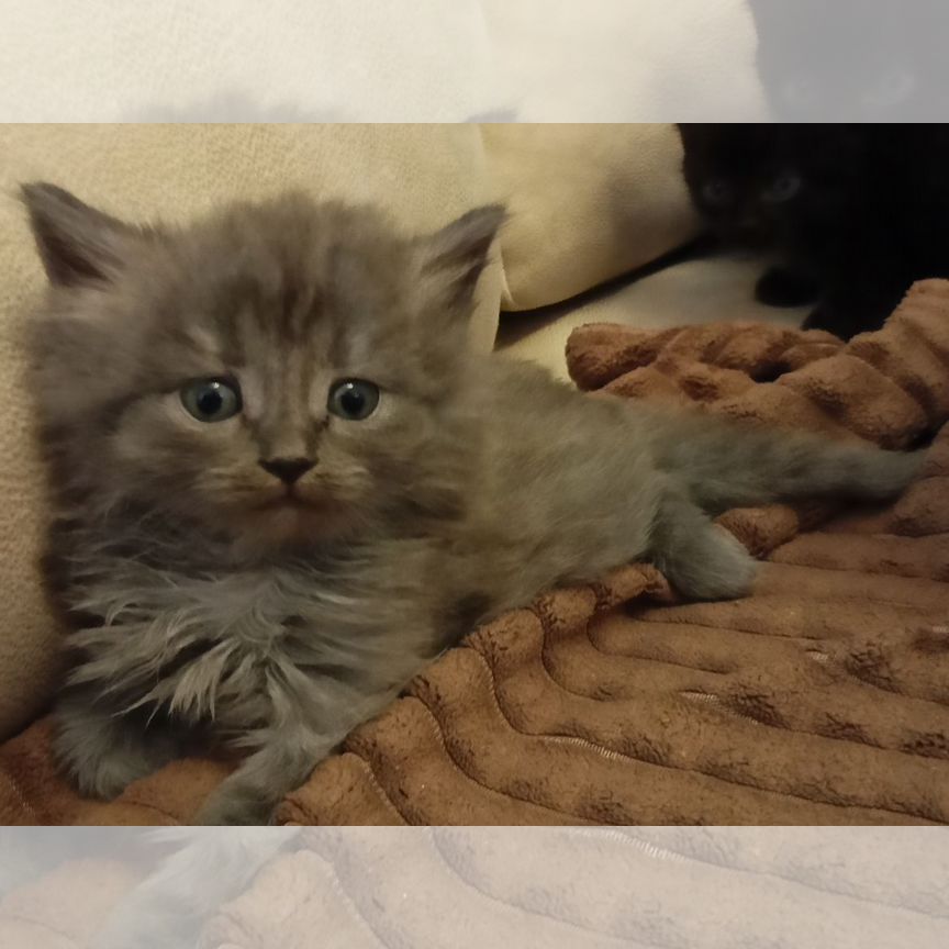 Шотландские прямоухие котята, 1,5 месяца