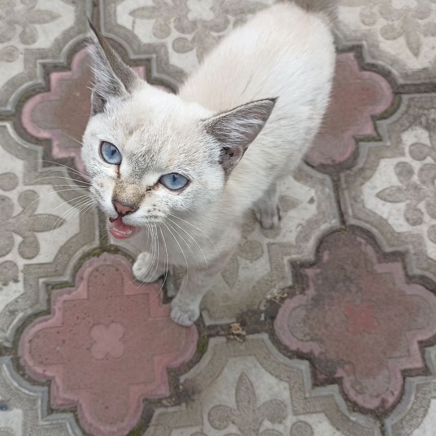 Тайский котёнок