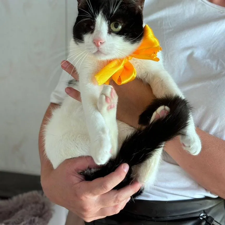 Кошечка без глазика очень хочет быть нужной
