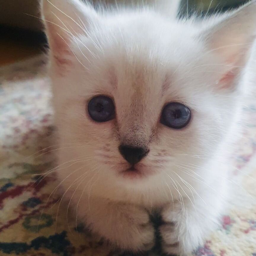 Котенок Балинезийский